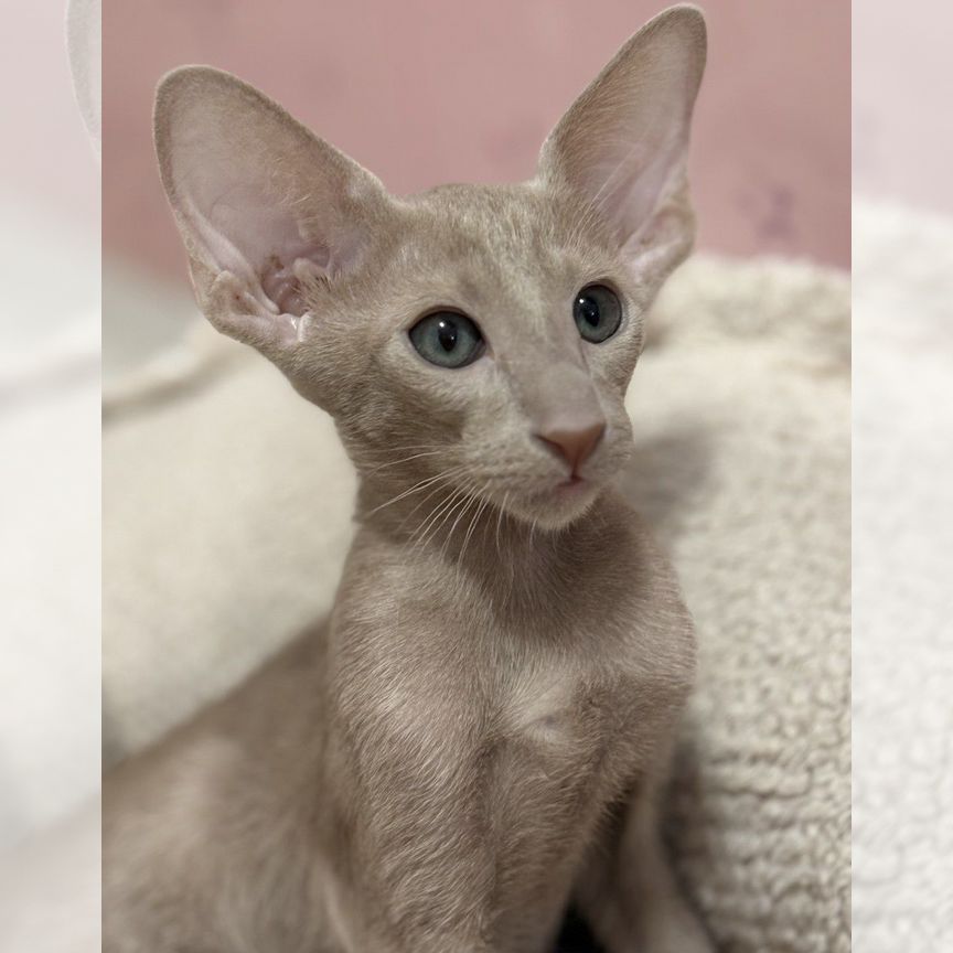 Ориентальный котёнок