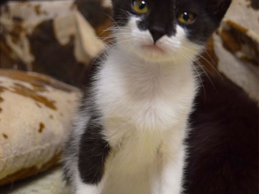 Котёнок мальчик добрый хороший ручной забавный