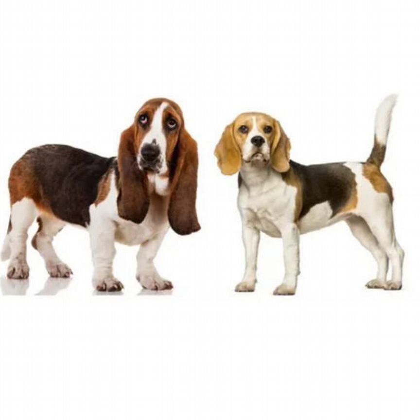 Бассет-хаунд, щенок