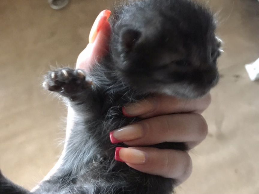 Отдаю котят