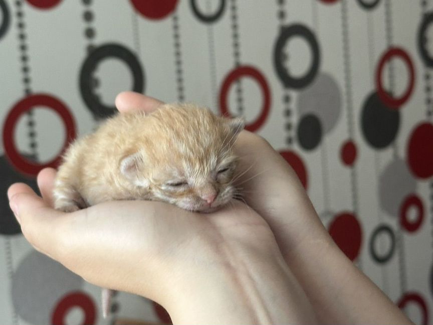 Котёнок бесплатно