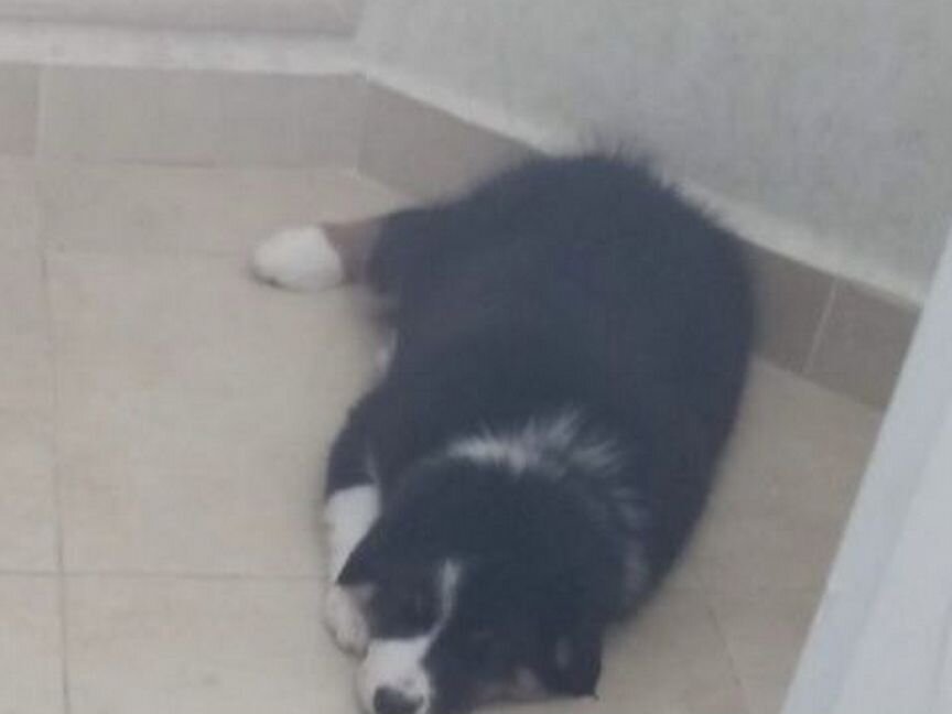 Щенки австралийской овчарки (аусси). Бронь