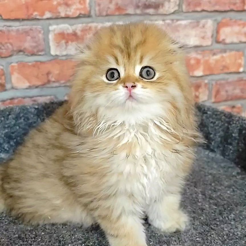 Шотландский мальчик Винни