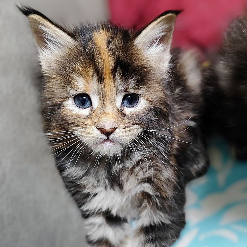 Котята мейн-кун