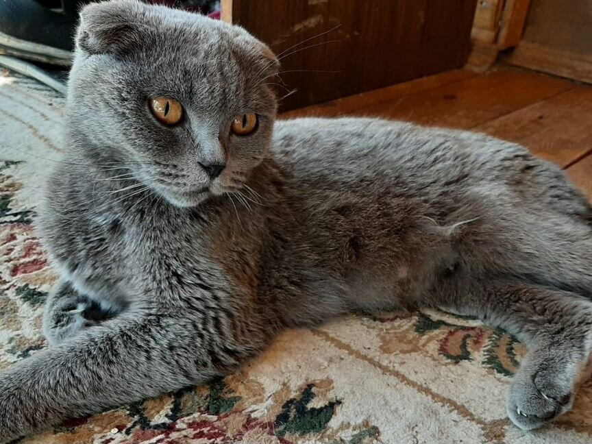 Шотландская вислоухая кошка