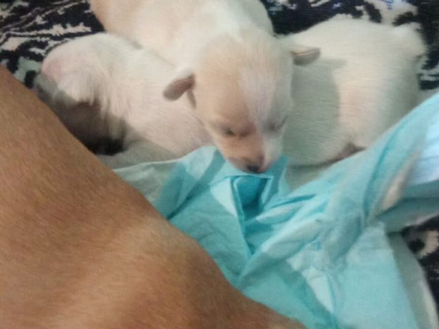 Мини той-терьер щенки