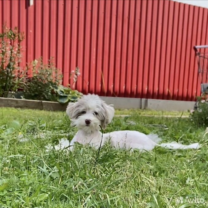 Девочка подросток мальтипу