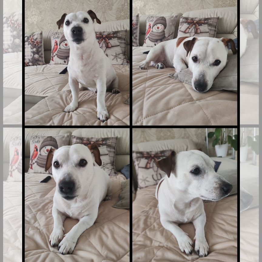 Джек-рассел-терьер, вязка