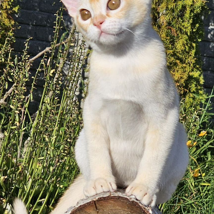 Бурманские котята