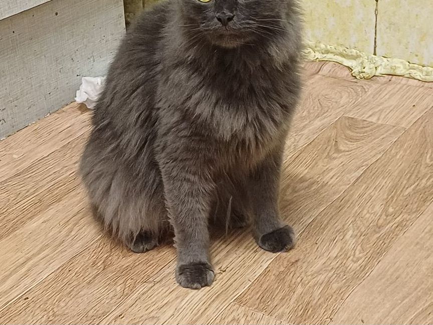 Кошка