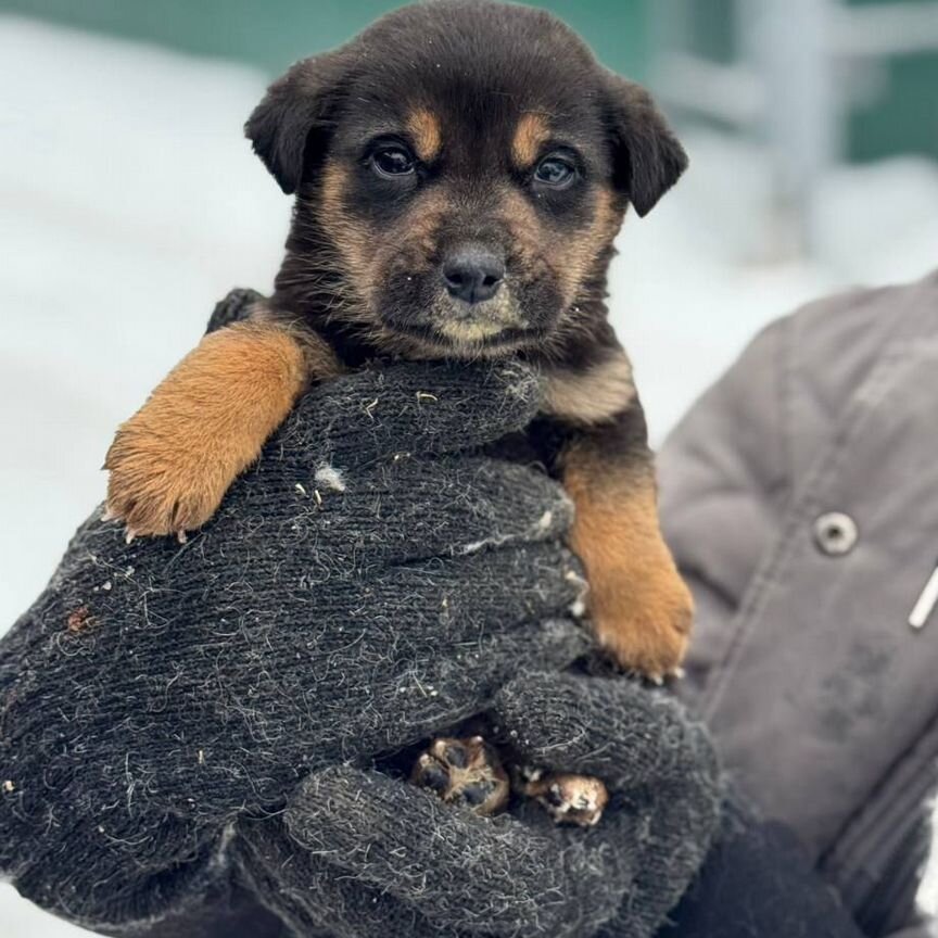 Щенки 1.5 мес