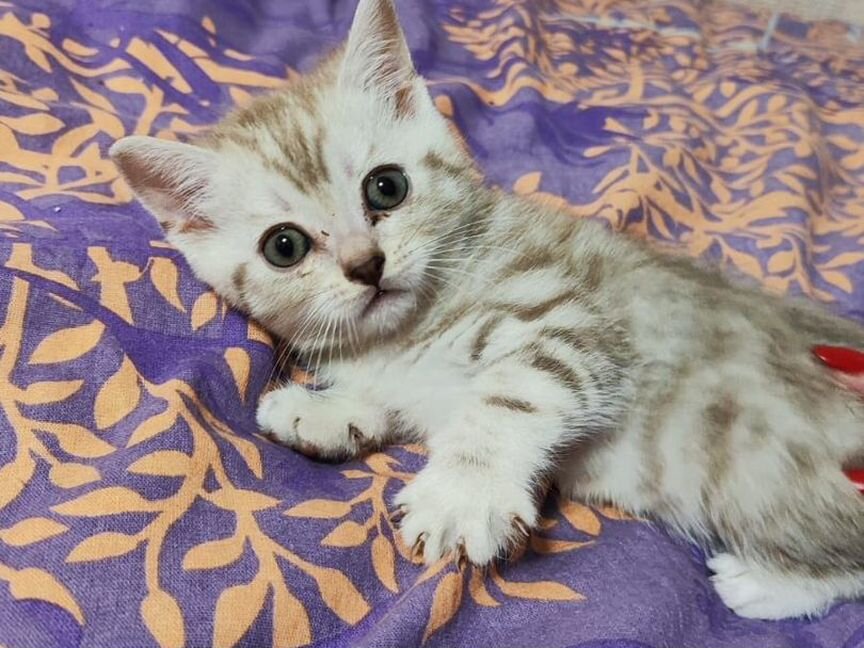 Котенок британец-шотландец