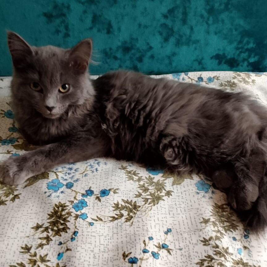 Сибирский котёнок