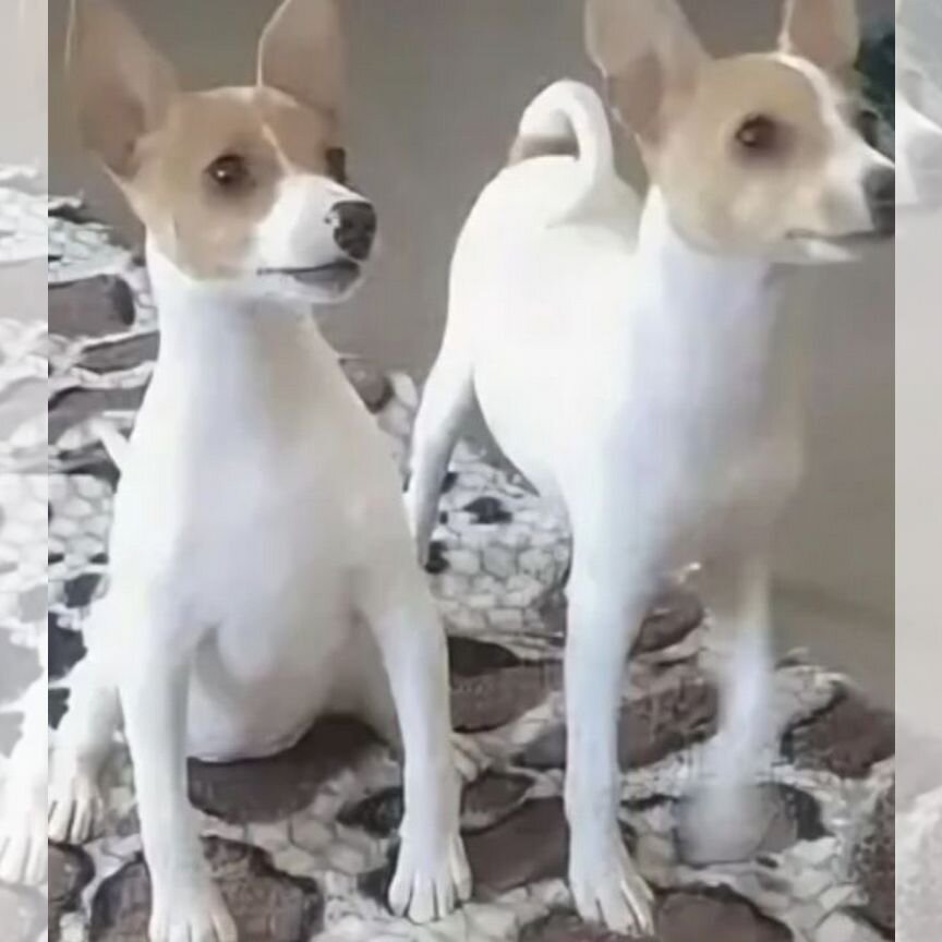 Русский той-терьер, щенок