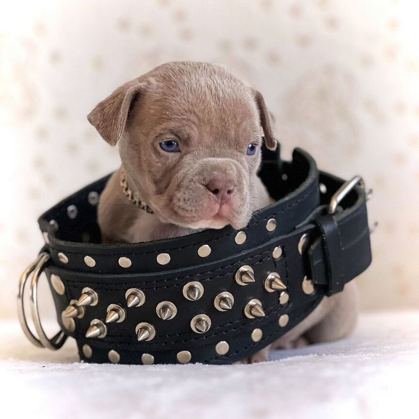 Премиальные булли