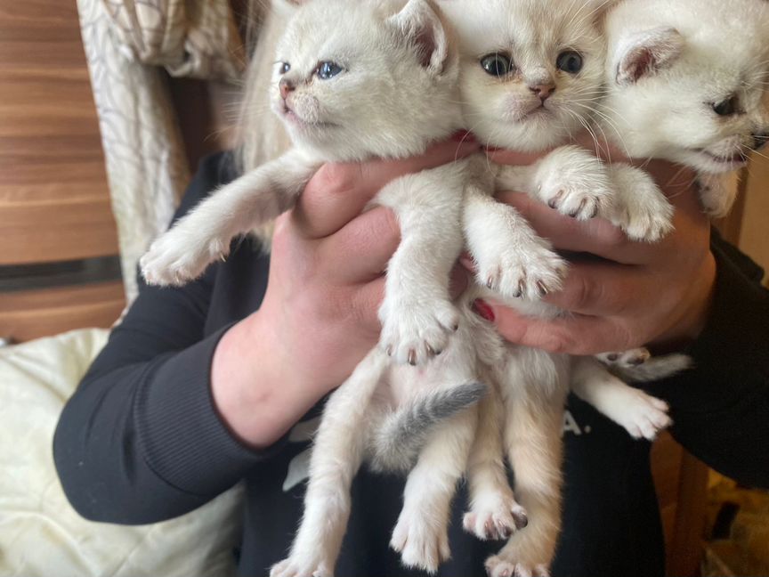 Британская кошка
