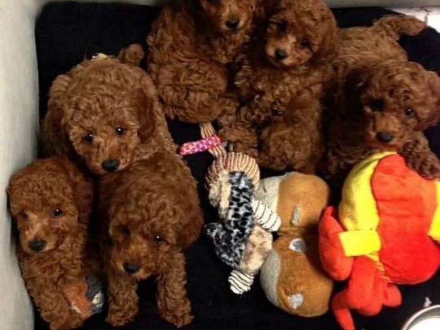 Той-пудель тикап