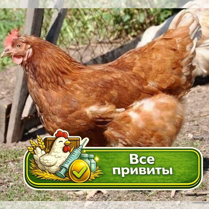 Куры несушки с доставкой