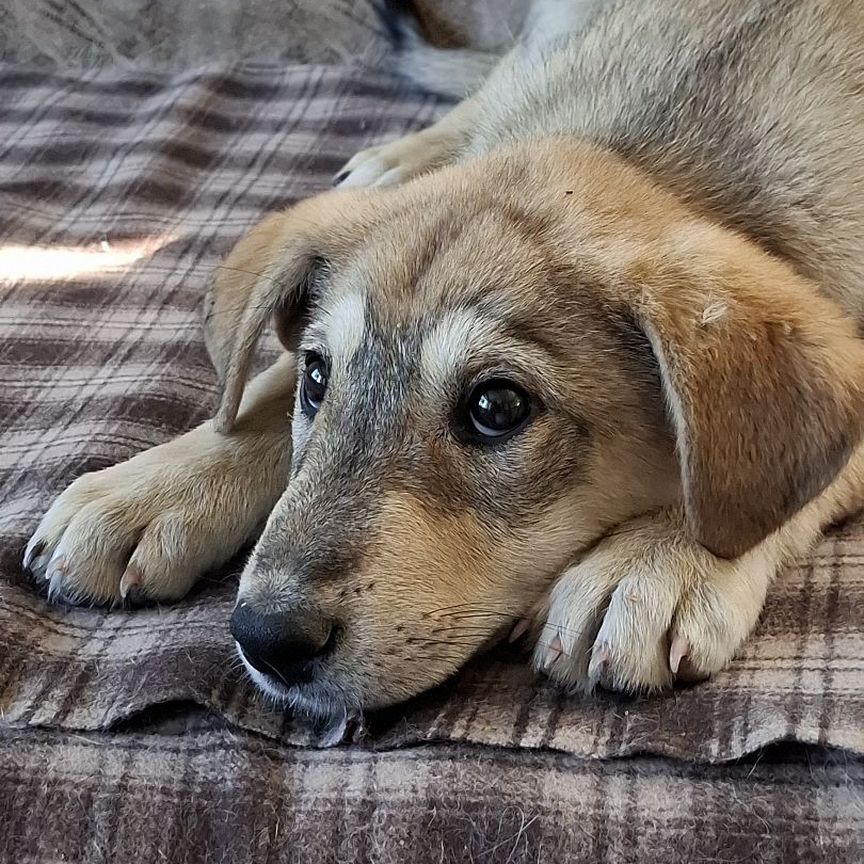 Щенок в добрые руки