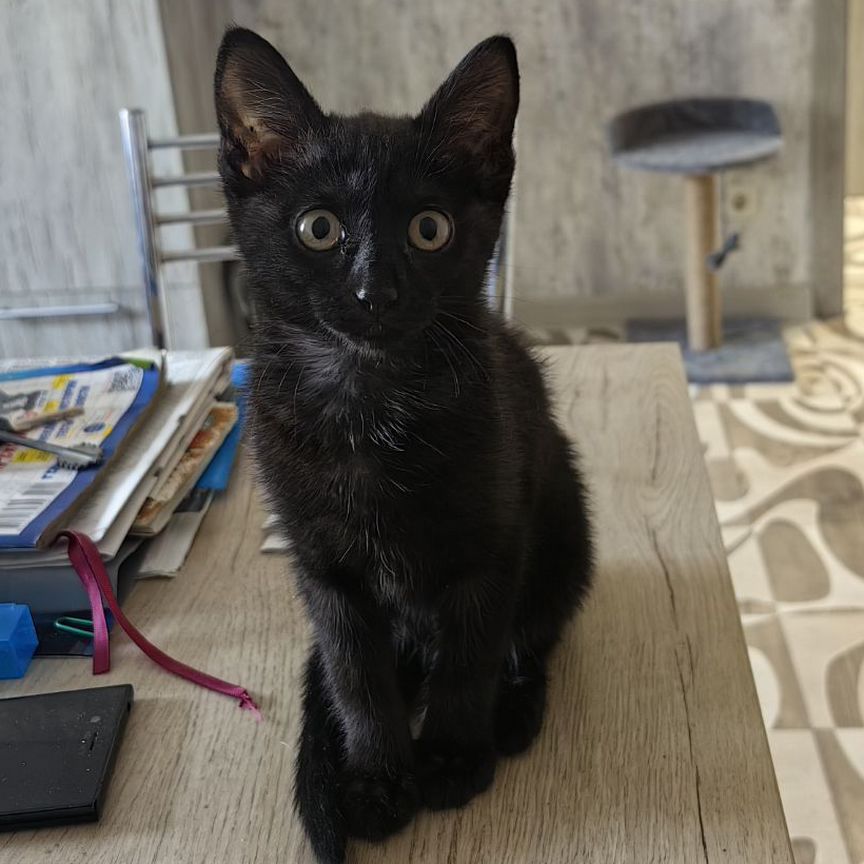 Русский голубой котёнок