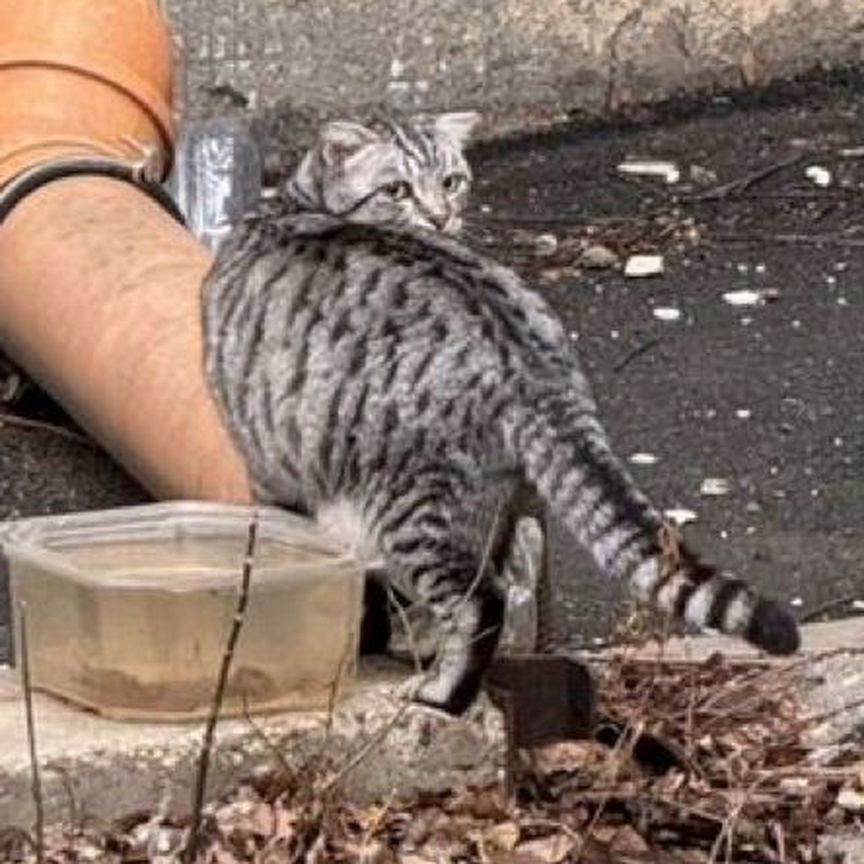 Выкинули кошку
