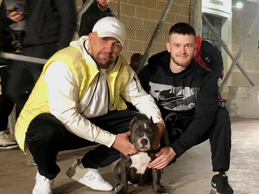 Американский булли стандарт вязка