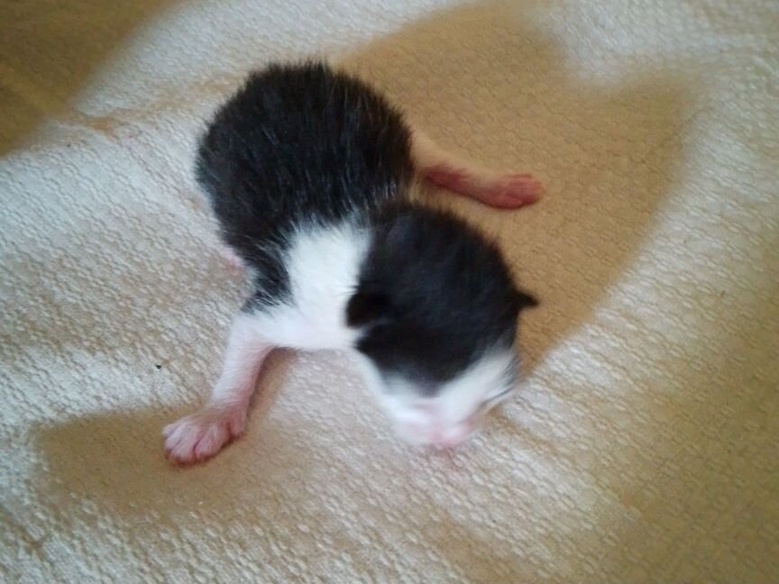 Продам котенка