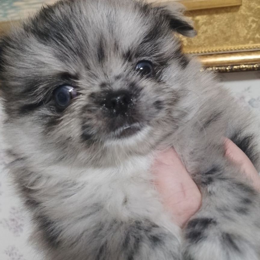 Померанский шпиц, щенок