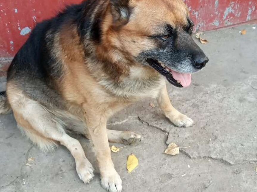 Собака в добрые руки отдам бесплатно