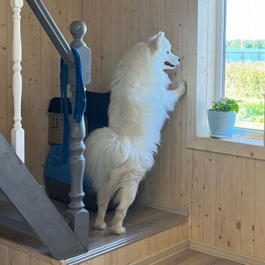 Самоедская собака, взрослая