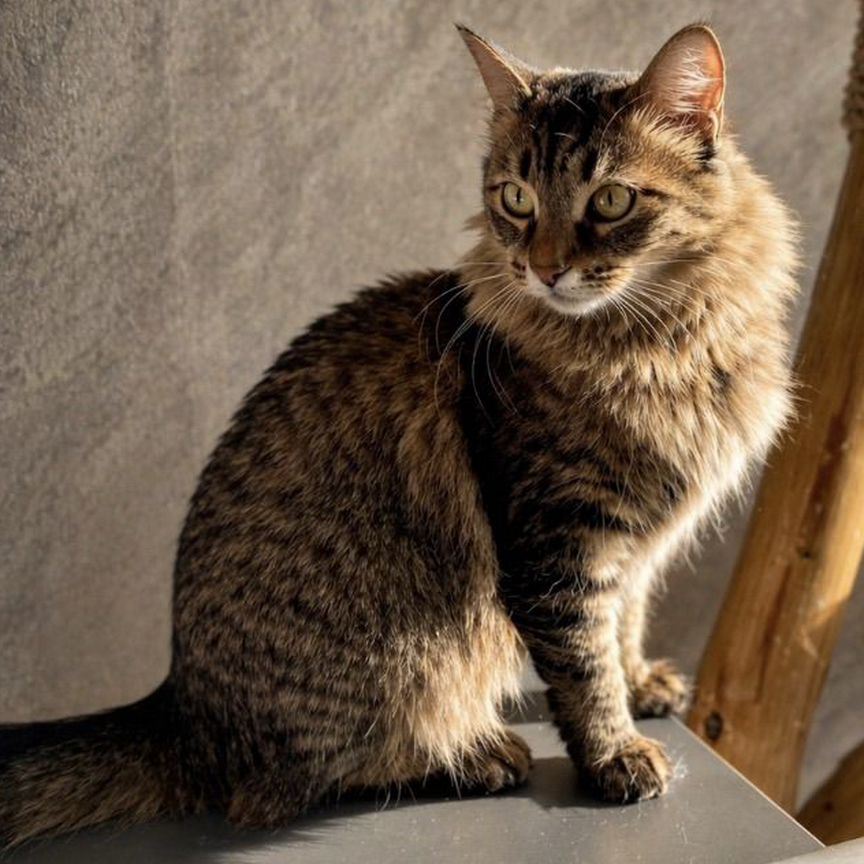 Сибирская, взрослая кошка