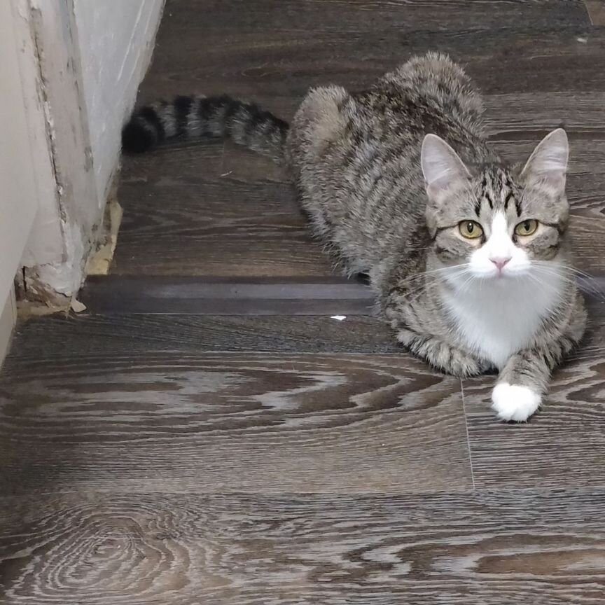 Котёнок Шныра из приюта