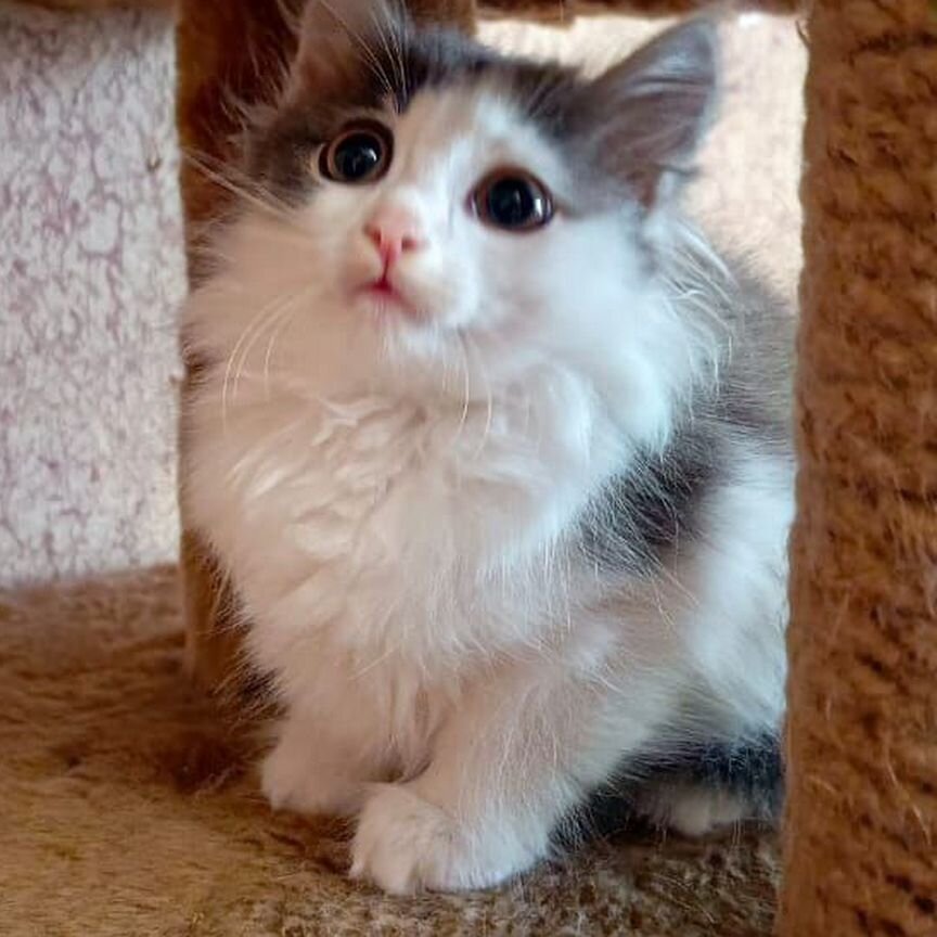 Котенок