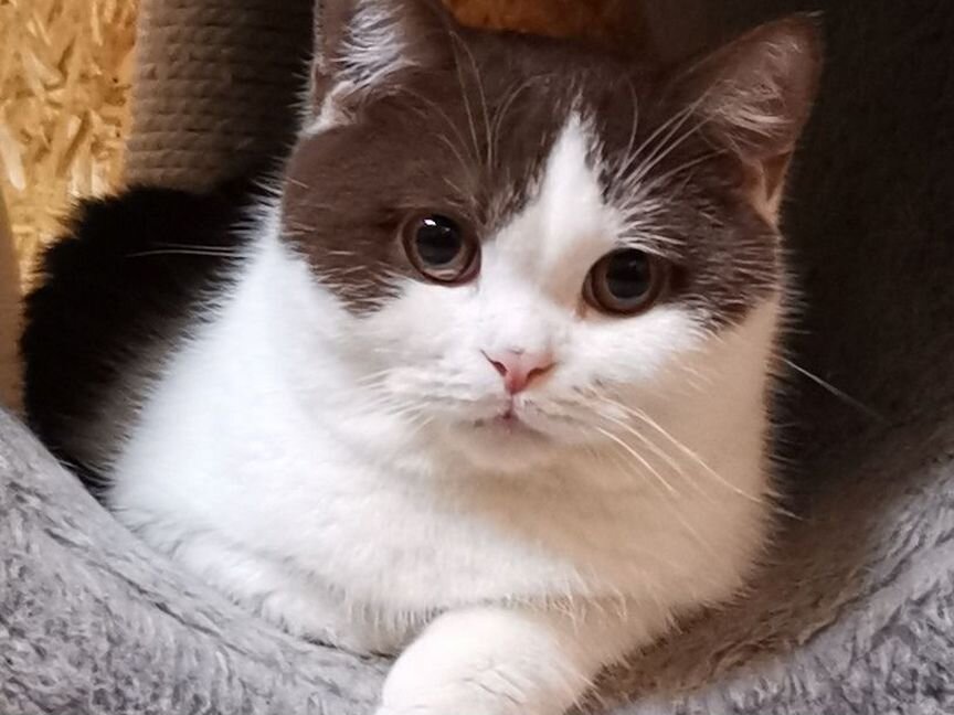 Британец шоколадный биколор