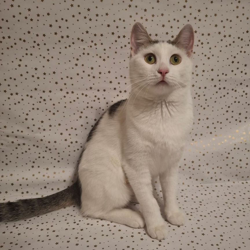 Кошка 9 месяцев ищет семью