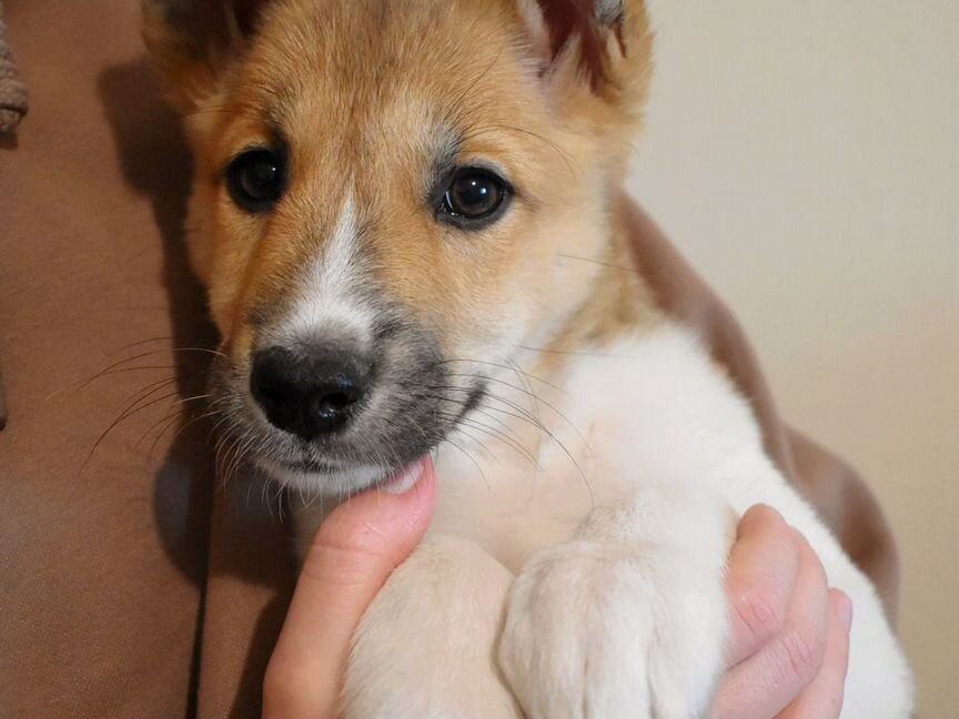 Щенок в дом