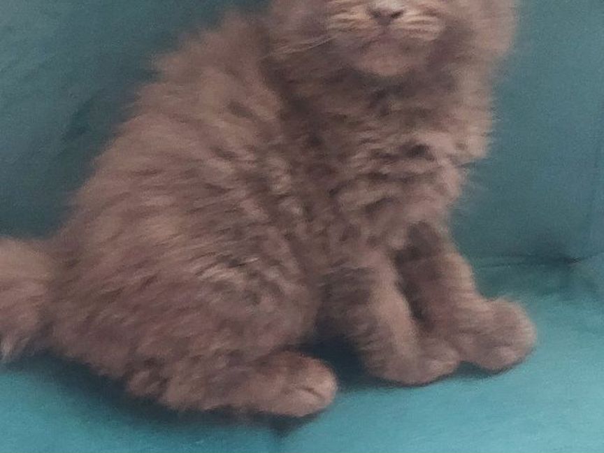 Котята мейн-кун