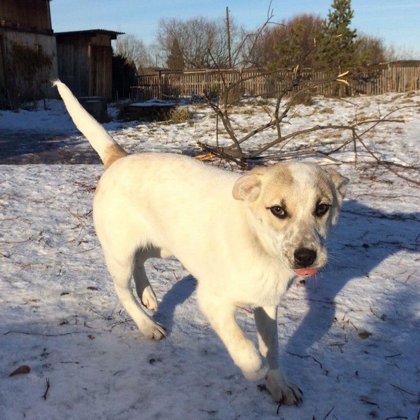 Малышу Фросту нужен дом и хозяин
