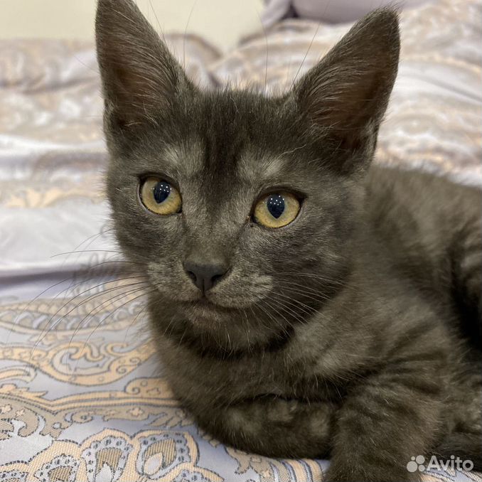 Котенок Лекс