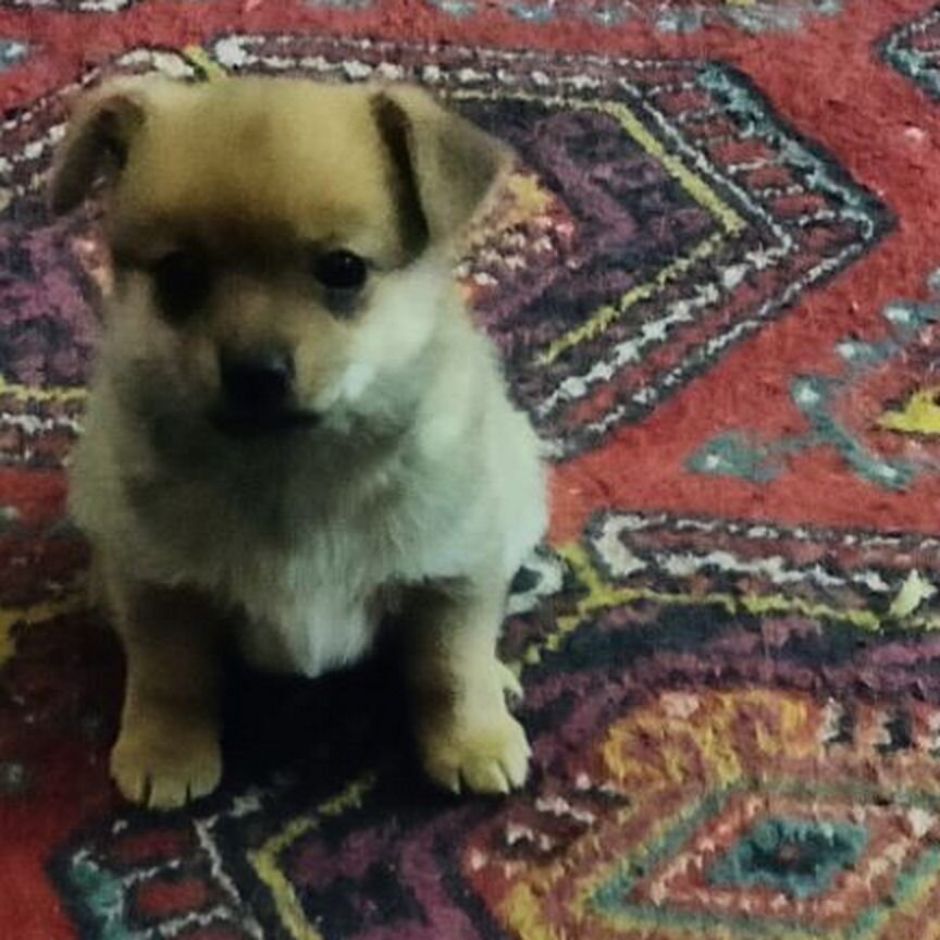 Русский той-терьер, щенок