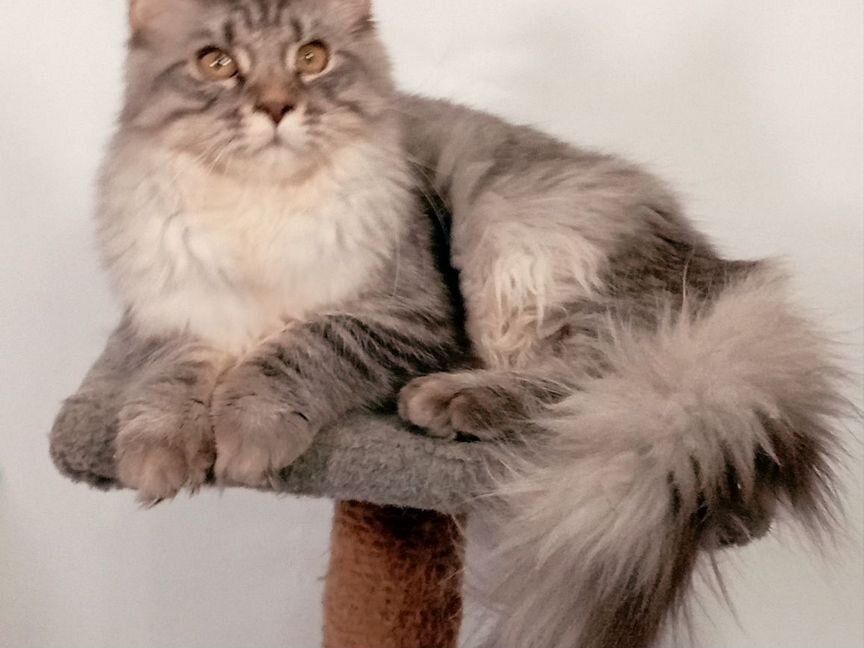 Котята мейн-кун