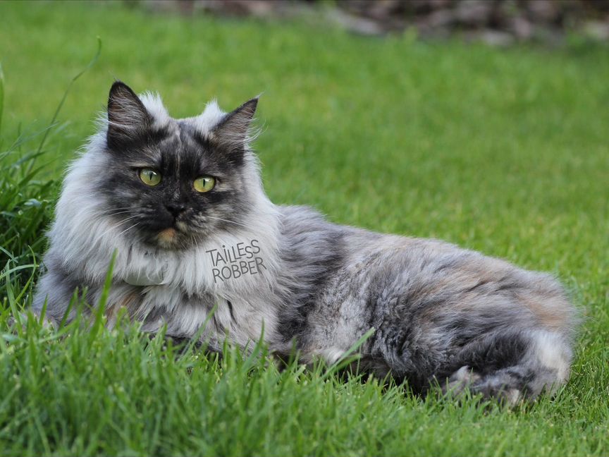 Кошка Курильский бобтейл