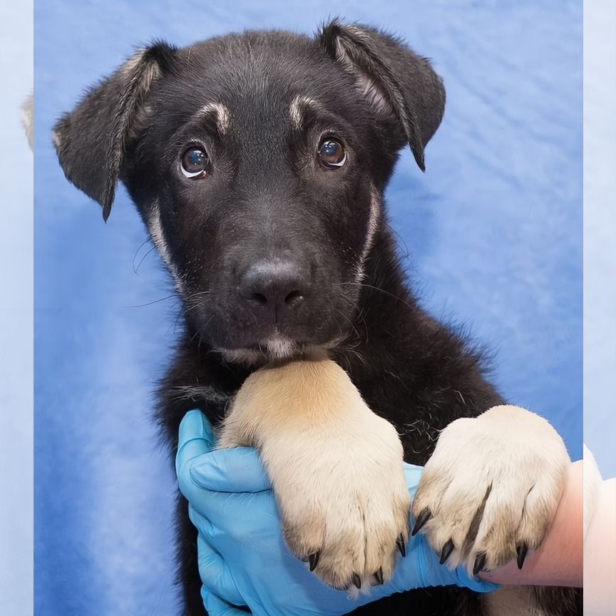 Щенок в добрые руки