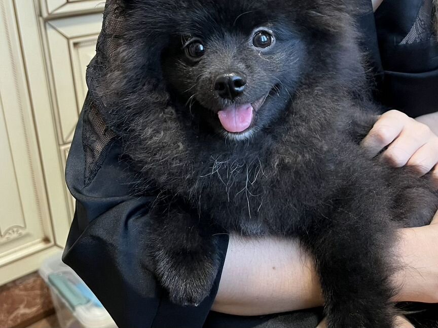 Щенки шпица