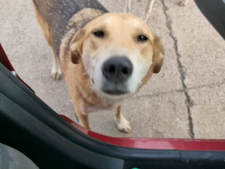 В добрые руки