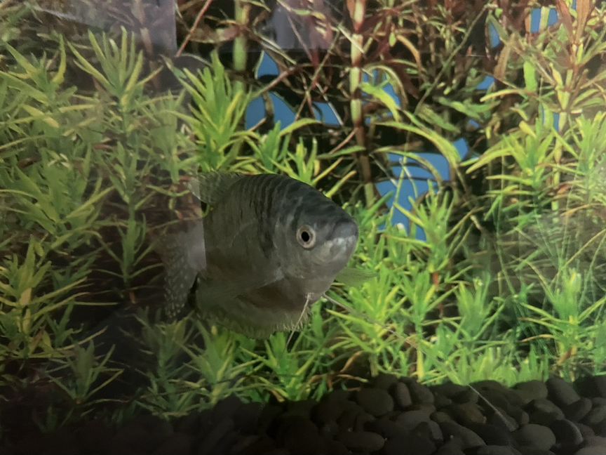 Украшение для аквариума