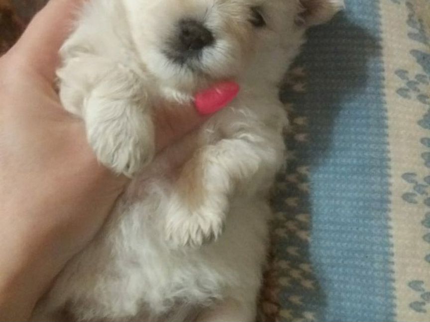 Помериканский шпиц