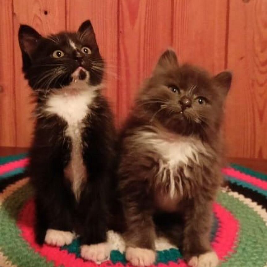 Парочка необыкновенной красоты ищет дом