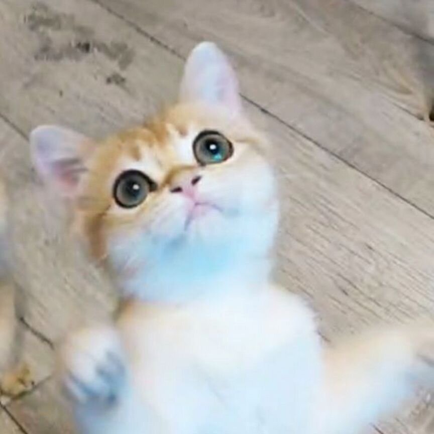 Девочка золотая шиншилла ny 12