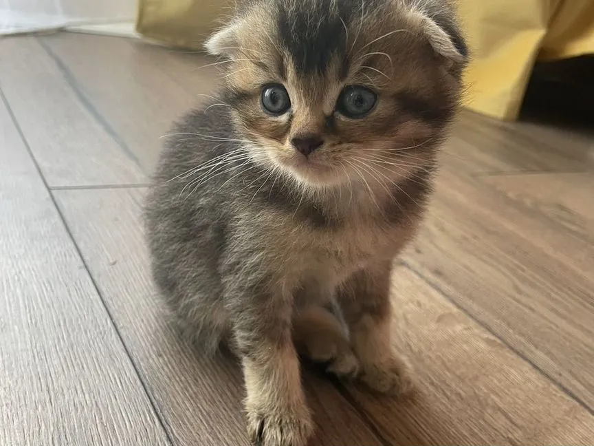 Шотладские котята